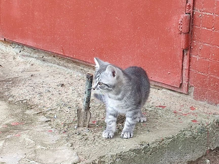 Красивый котенок