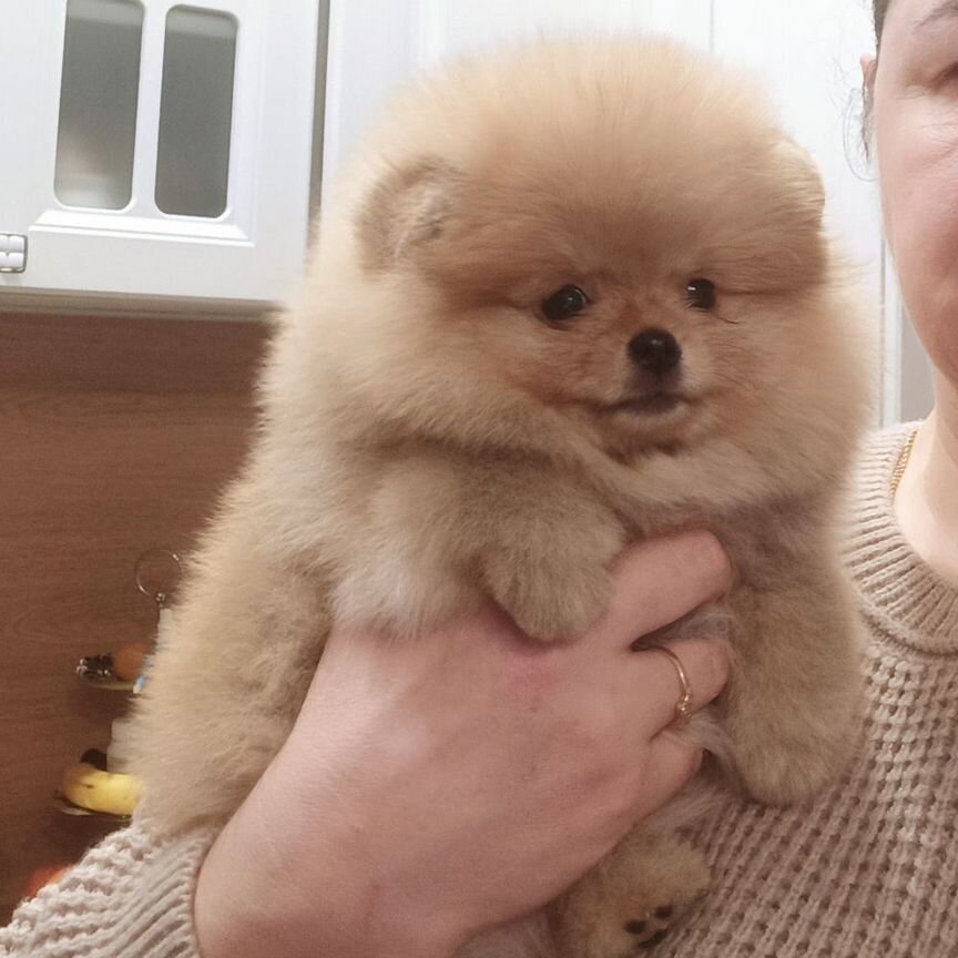 Померанский шпиц девочка