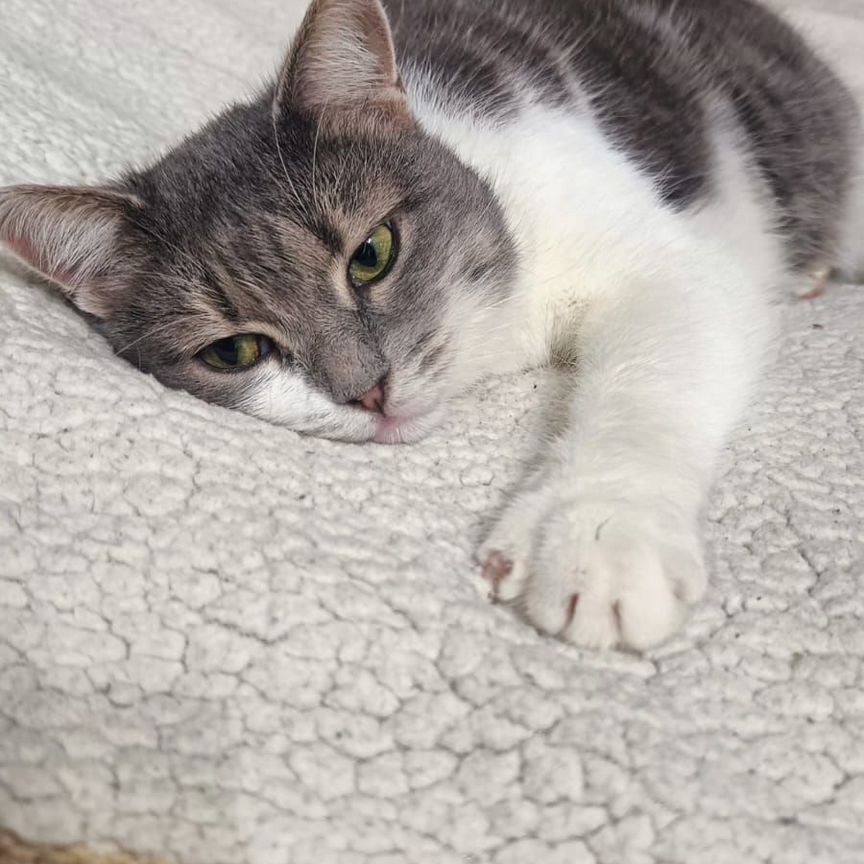 Особенной кошечке нужен дом