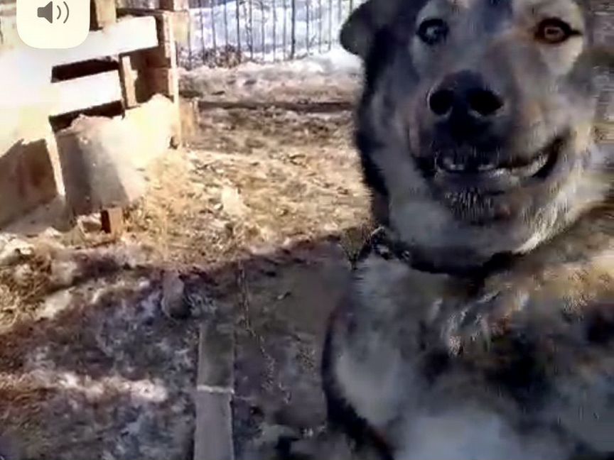 Лайка в беде в добрые руки