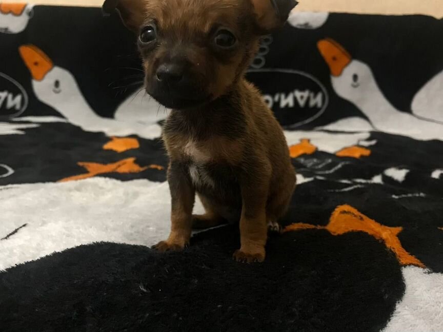 Щенки цвергпинчера