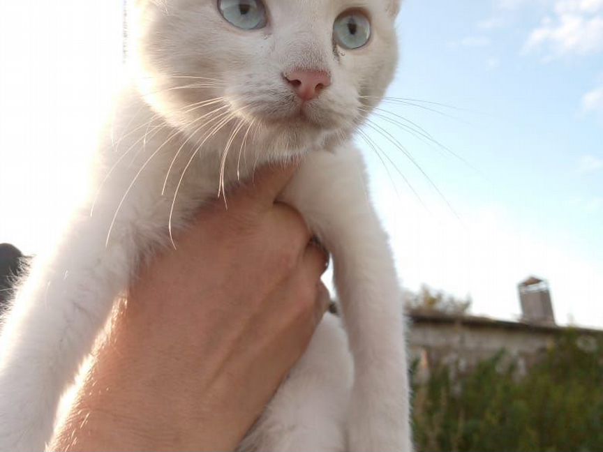 Котята белые 3 месяца с доставкой
