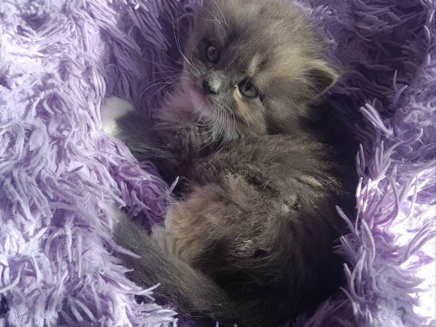 Трехшерстные котята