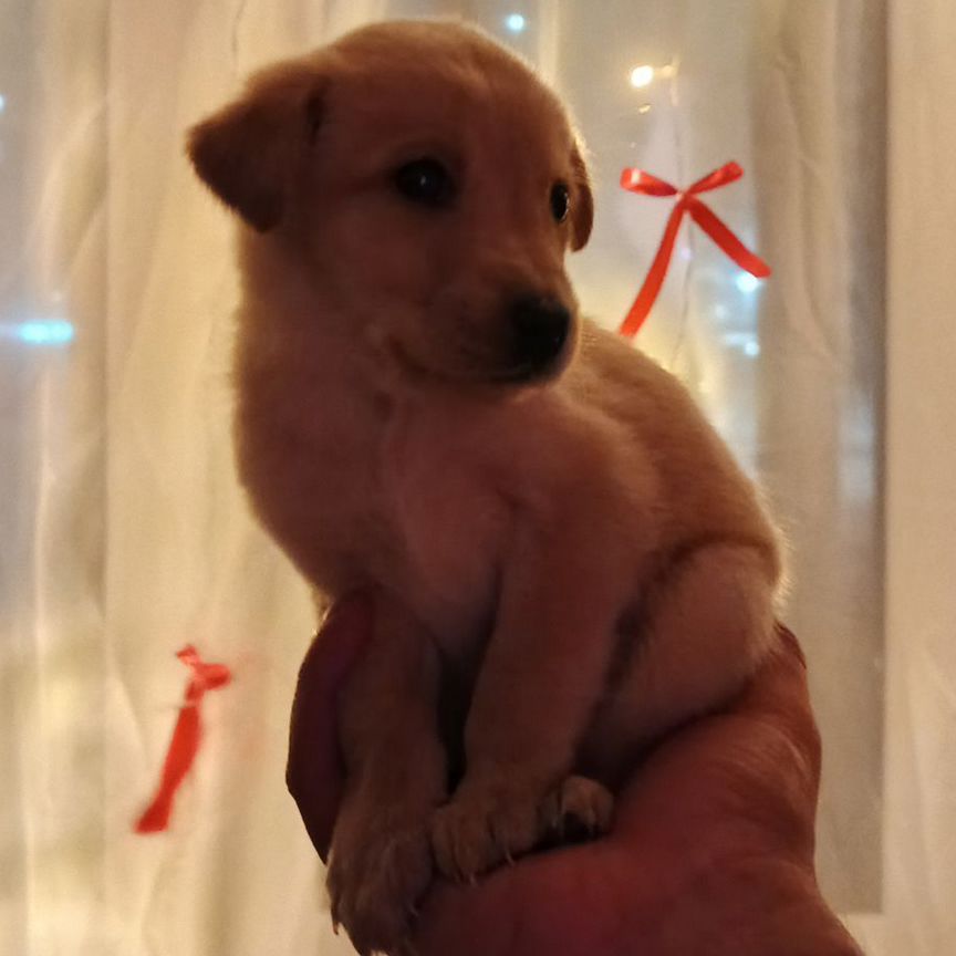 Щенок в добрые руки