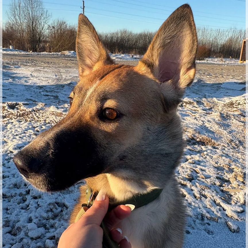 Щенок в добрые руки