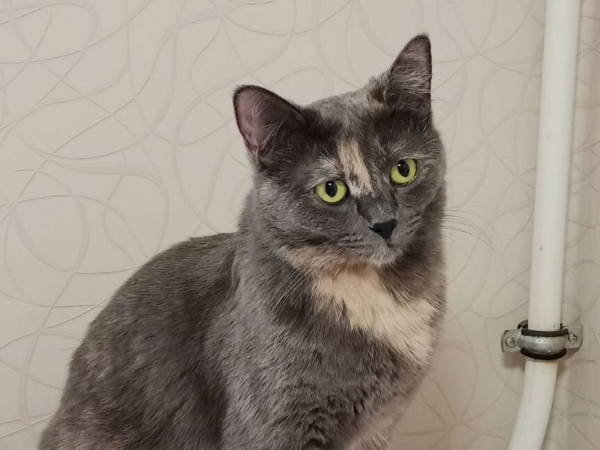 Русская голубая