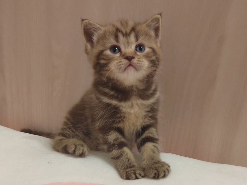 Шотландские вислоухие котята