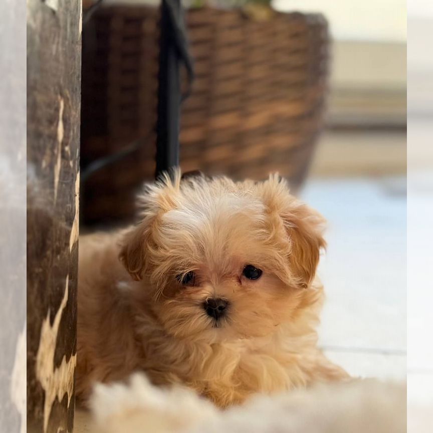 Мальтипу, щенок