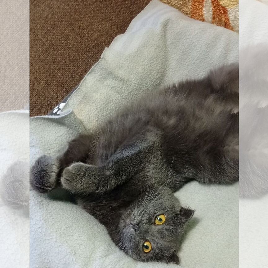 Шотландская вислоухая короткошёрстная, взрослая кошка