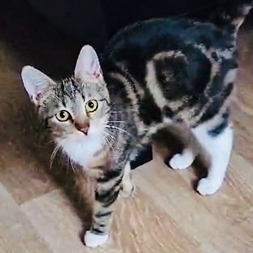 Подросток котик Клифф ищет хозяина