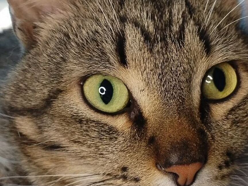 Уникальный котенок