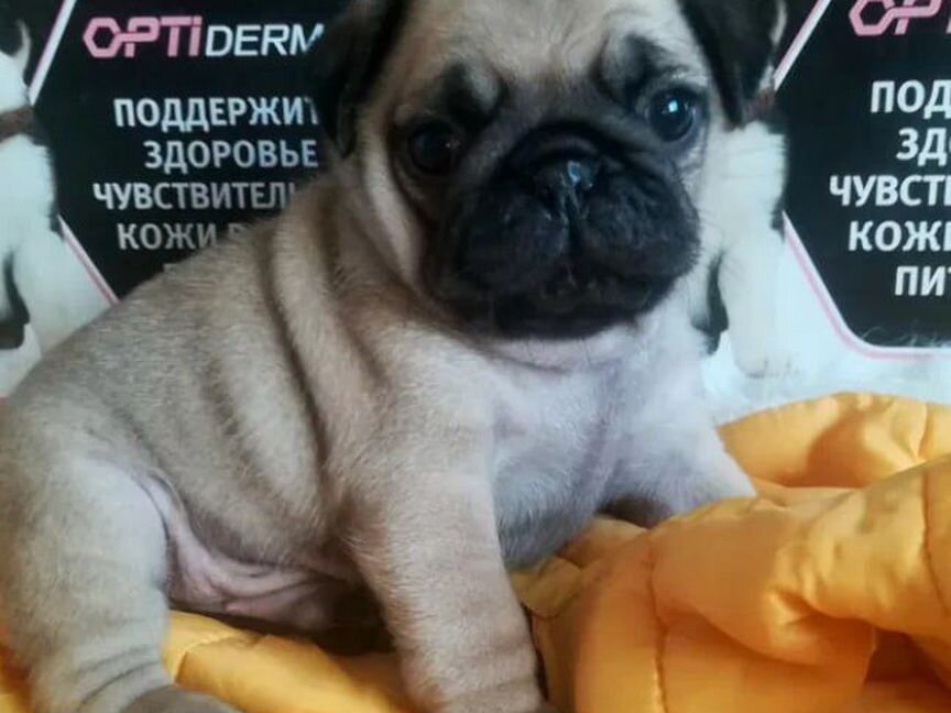 Щенки мопса