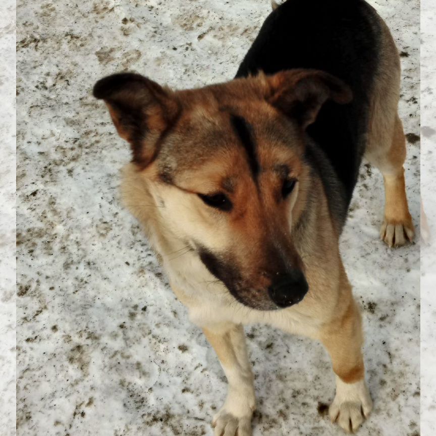 Взрослый пёс в добрые руки