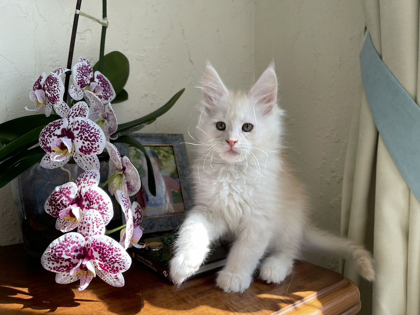 Кошечка мейн кун Клементина
