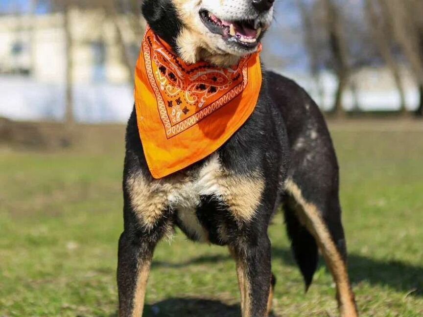 Отдам собаку в добрые руки