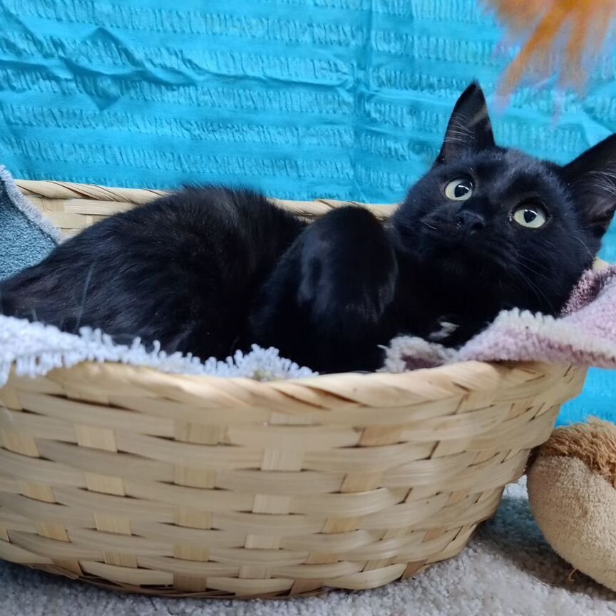 Котенок шелковая шерстка