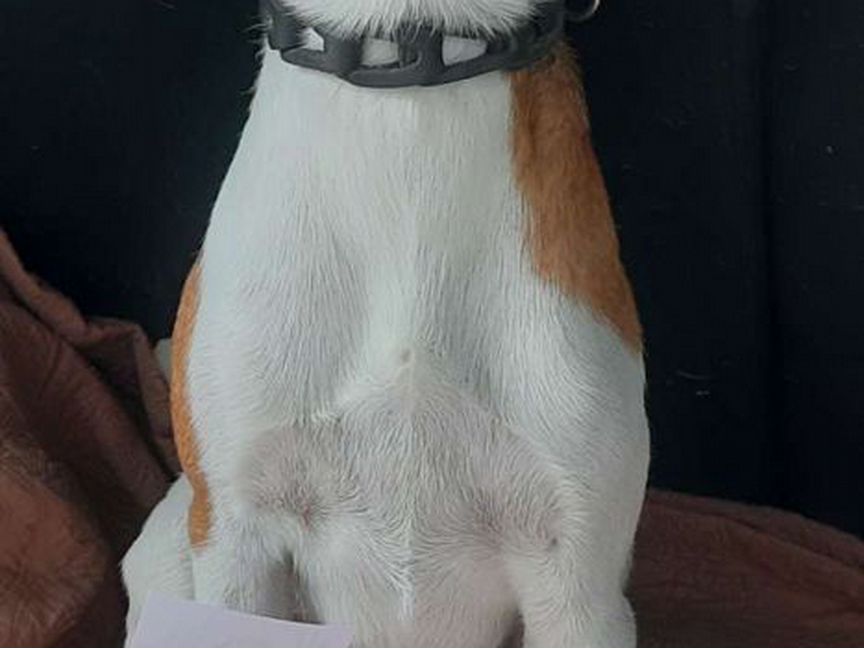 Фокстерьер для вязки