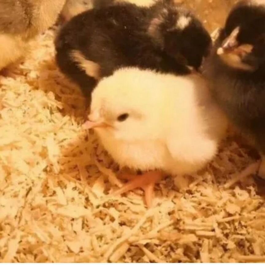 Цыплята суточные