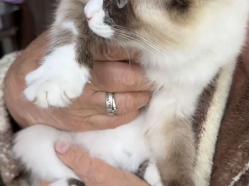 Котенок рэгдолл 3 месяца девочка