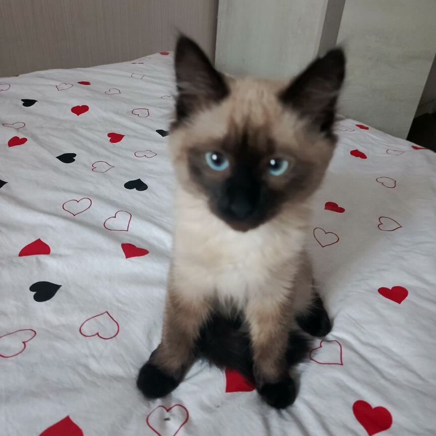 Сиамские котята бесплатно