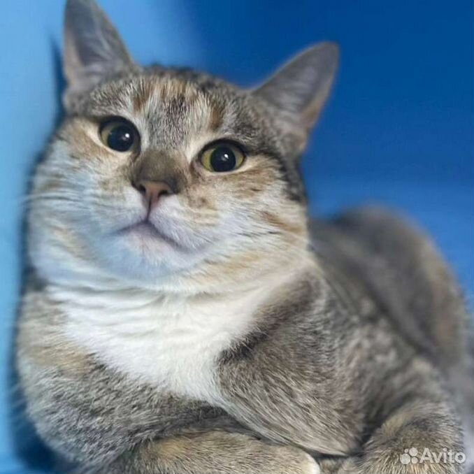 Кошечка Малинка в добрые руки