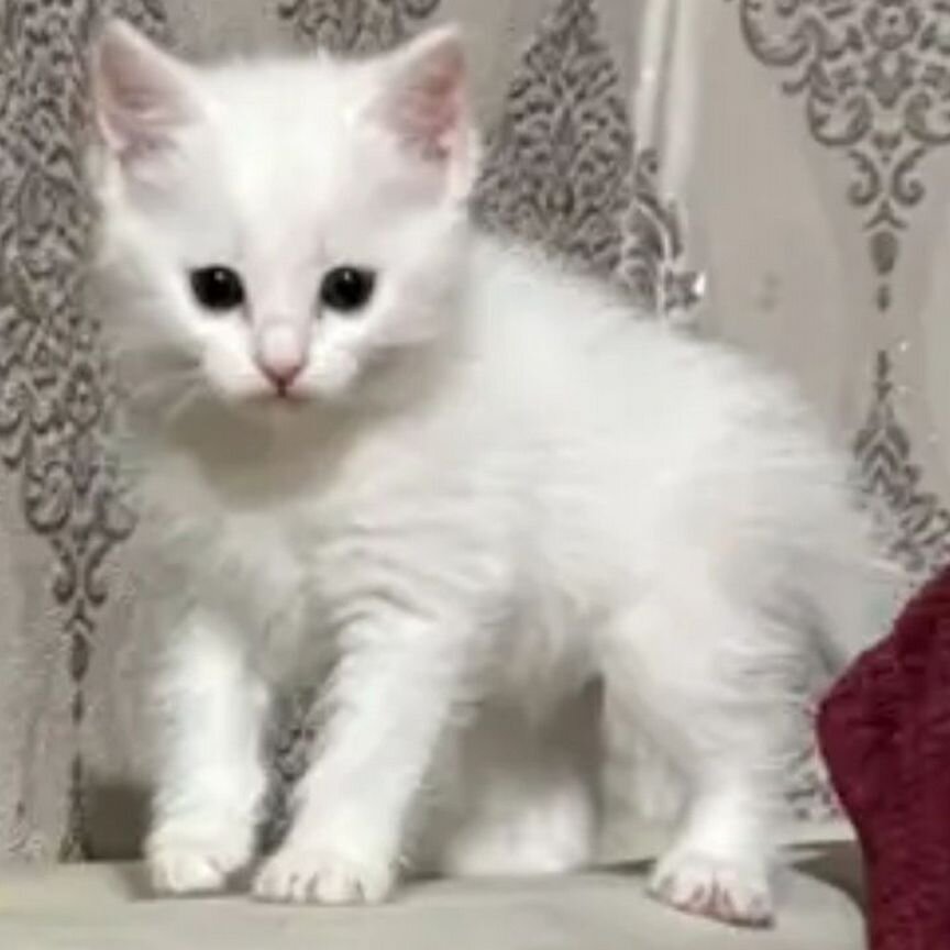 Турецкая ангора котёнок
