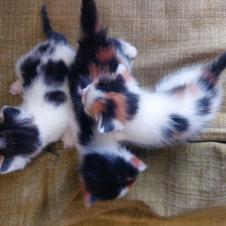 Котята в добрые руки