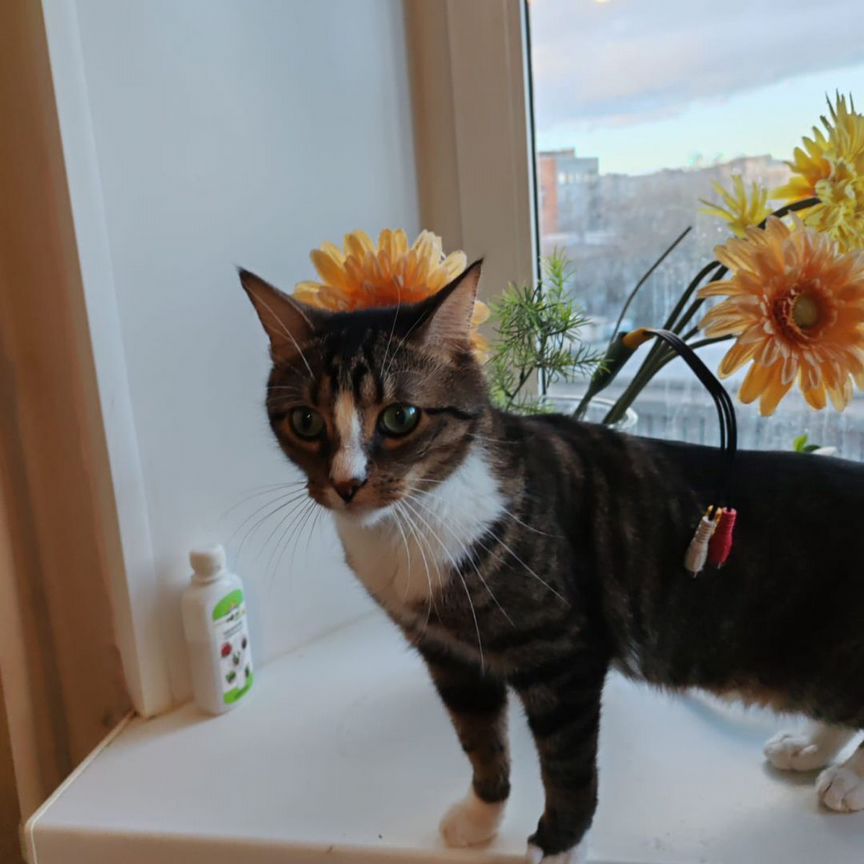 Котик в добрые руки