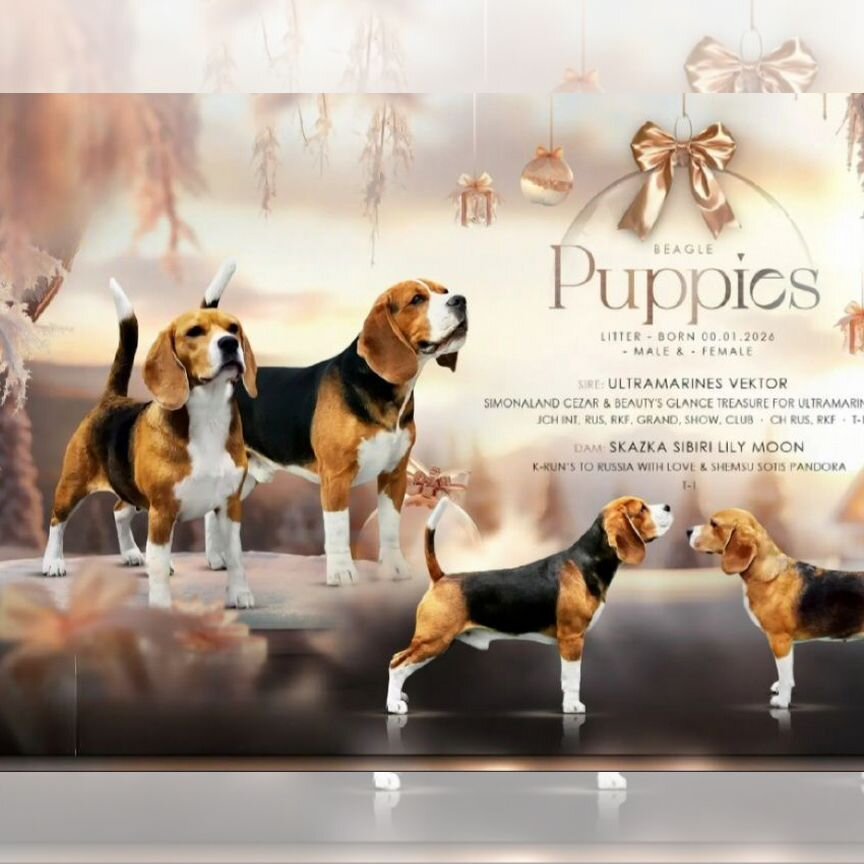 Бигль, щенок