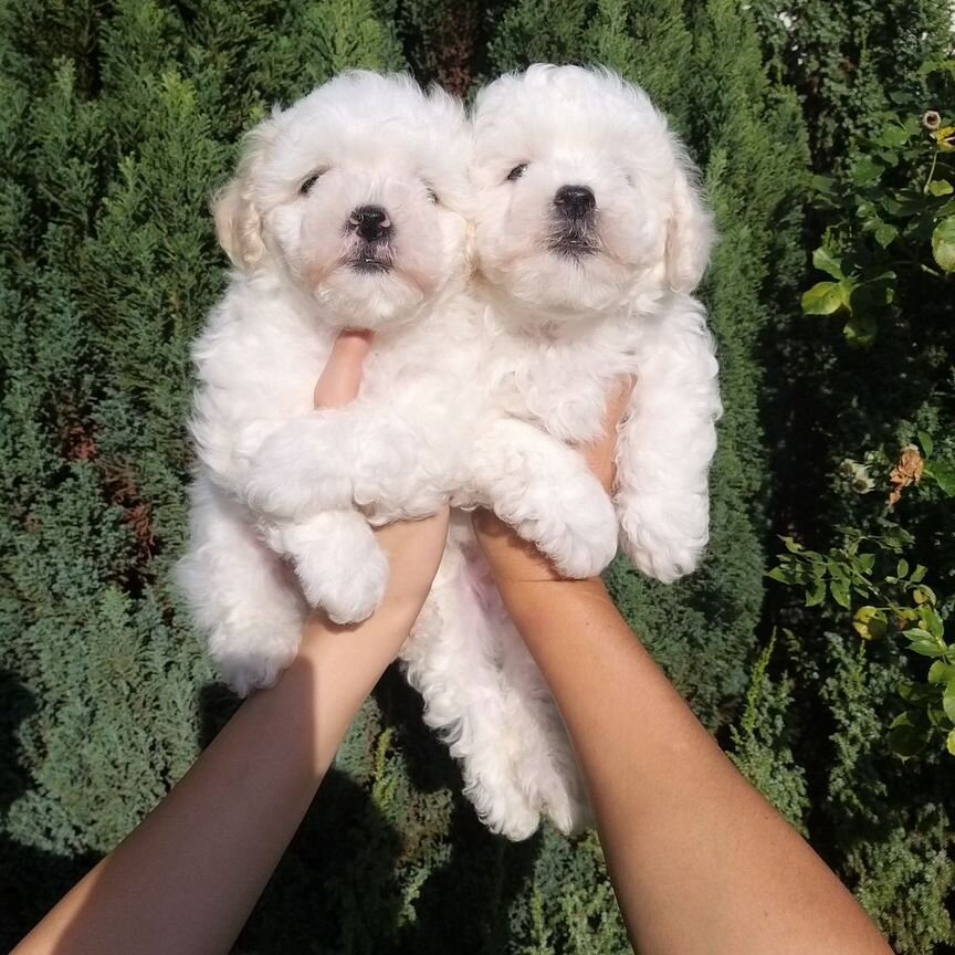 Малыши Бишон Фризе
