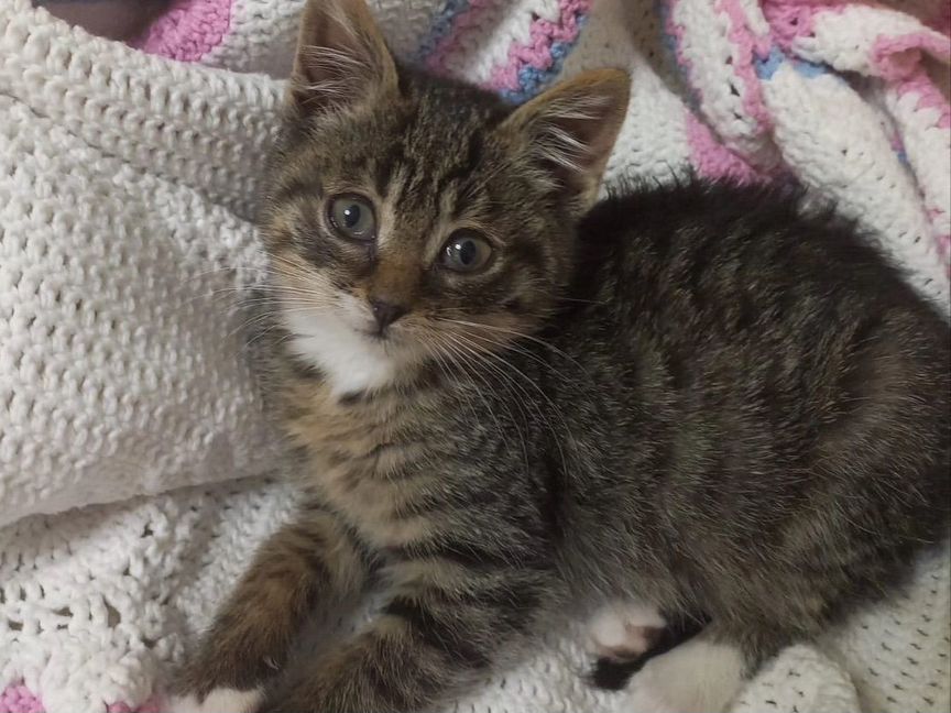 Котенок 2,5 месяца