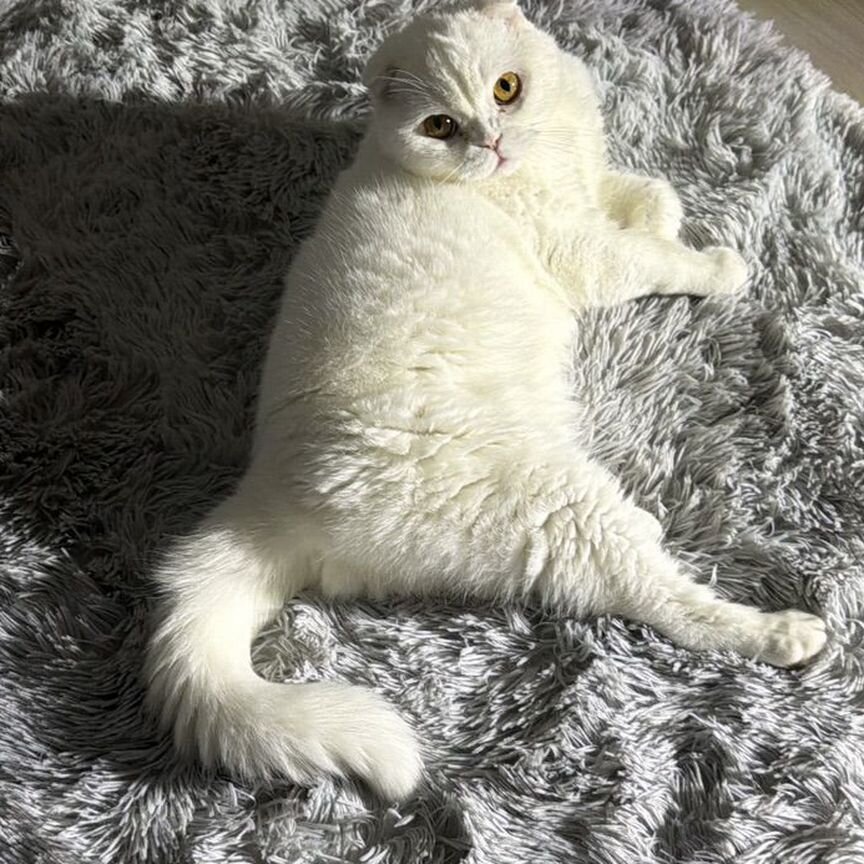 Шотландский вислоухий короткошёрстный, взрослый кот