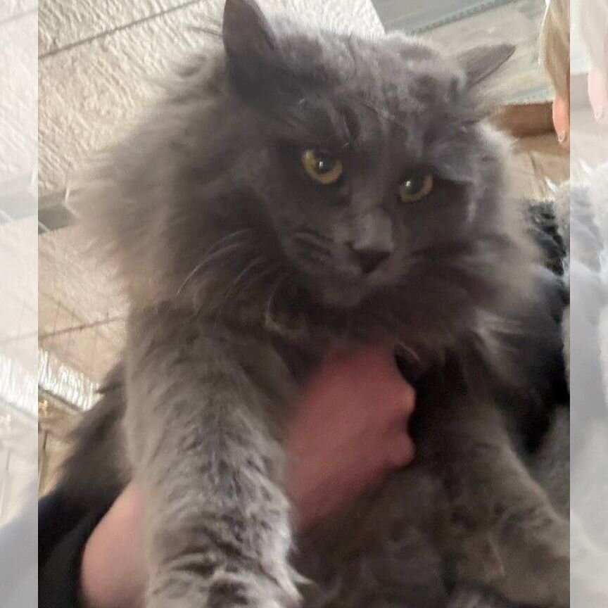 Взрослый кот в добрые руки