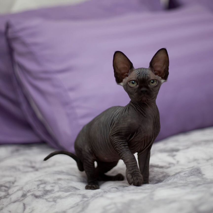 Черная кошечка