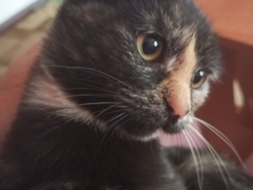 Вислоухая Шерри, 3 месяца