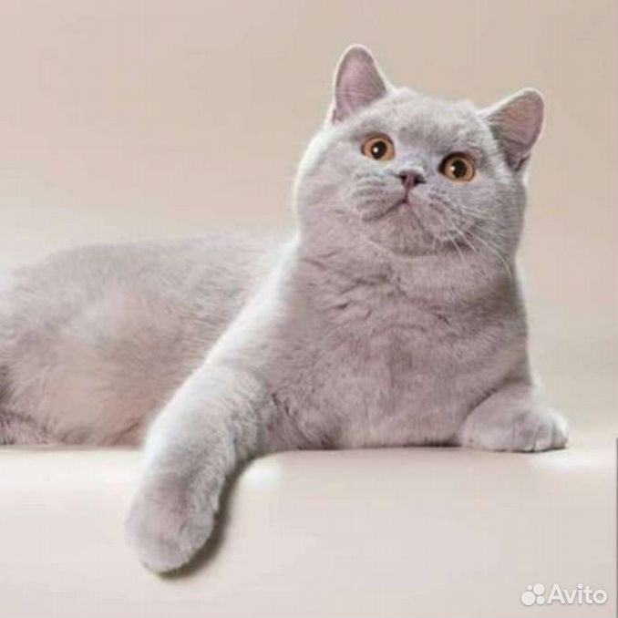 Шикарная британская девочка