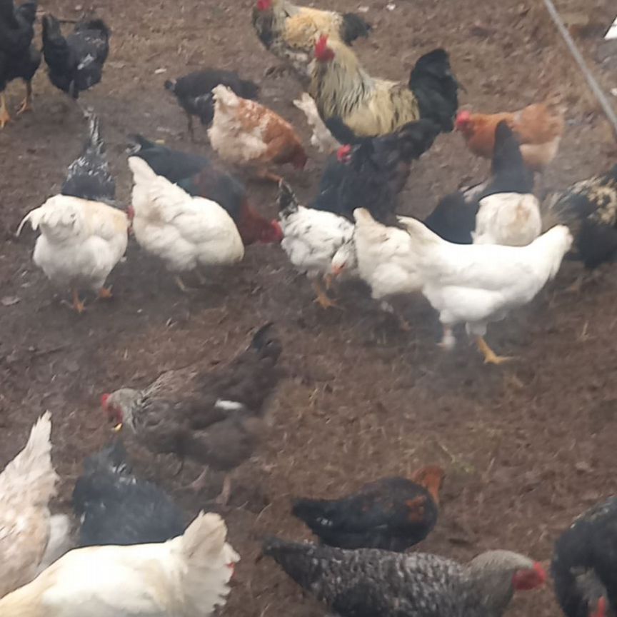 Молодые петушки