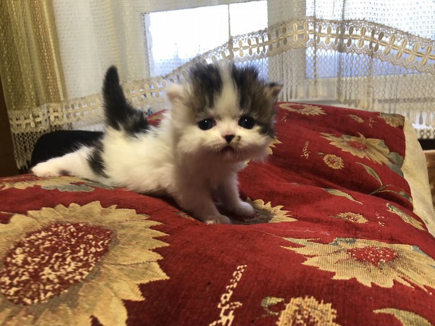 Персидский котик