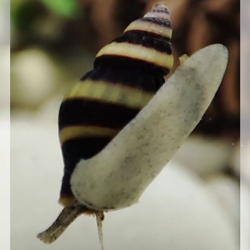 Продам улиток "Хелена"