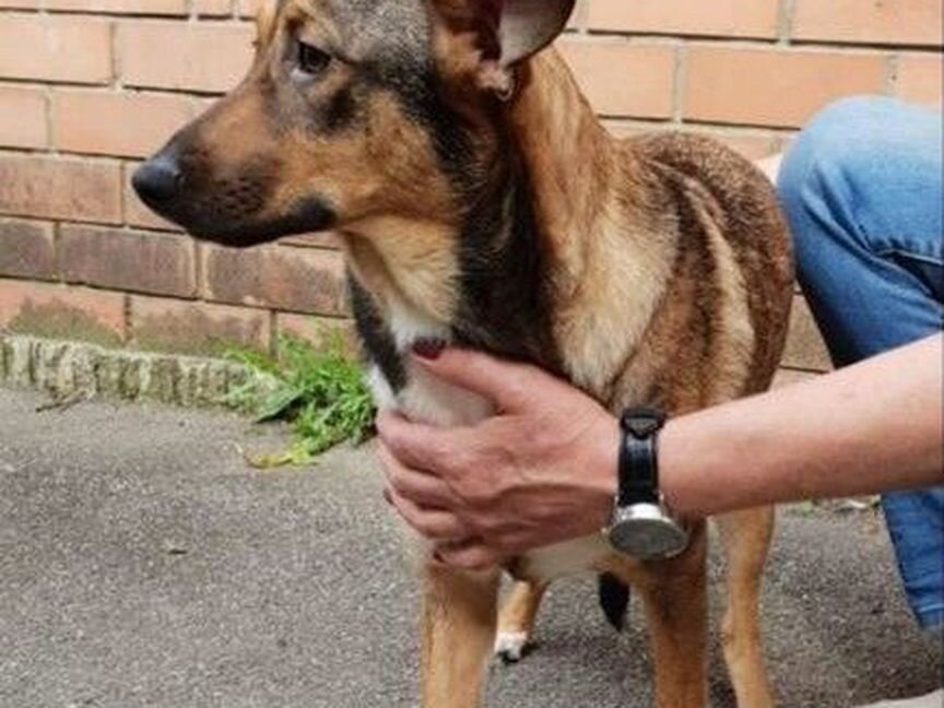 Щенок в добрые руки