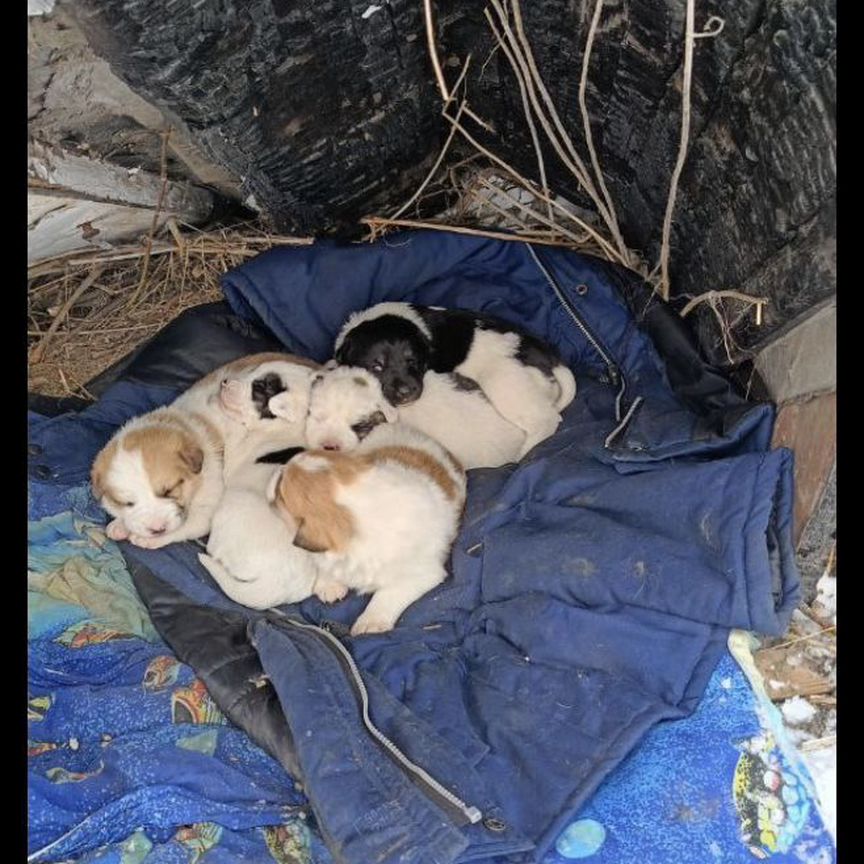 Щенок в добрые руки