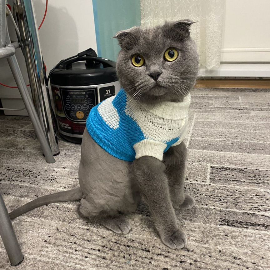 Костюм для кота и собаки