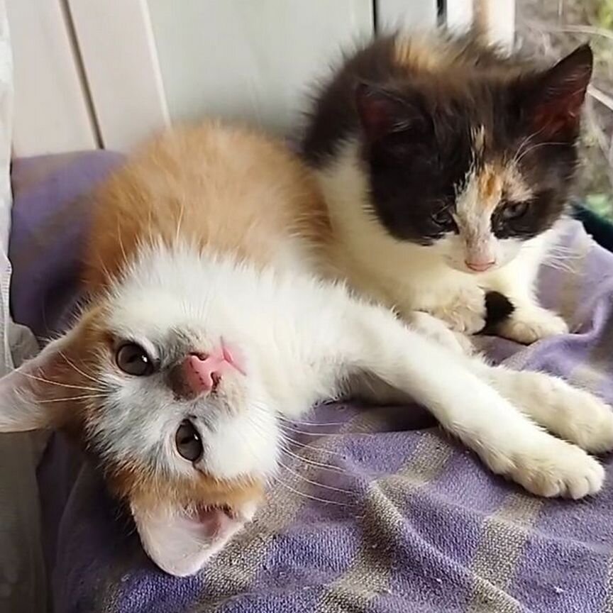 Котенок бело-рыжий мальчик