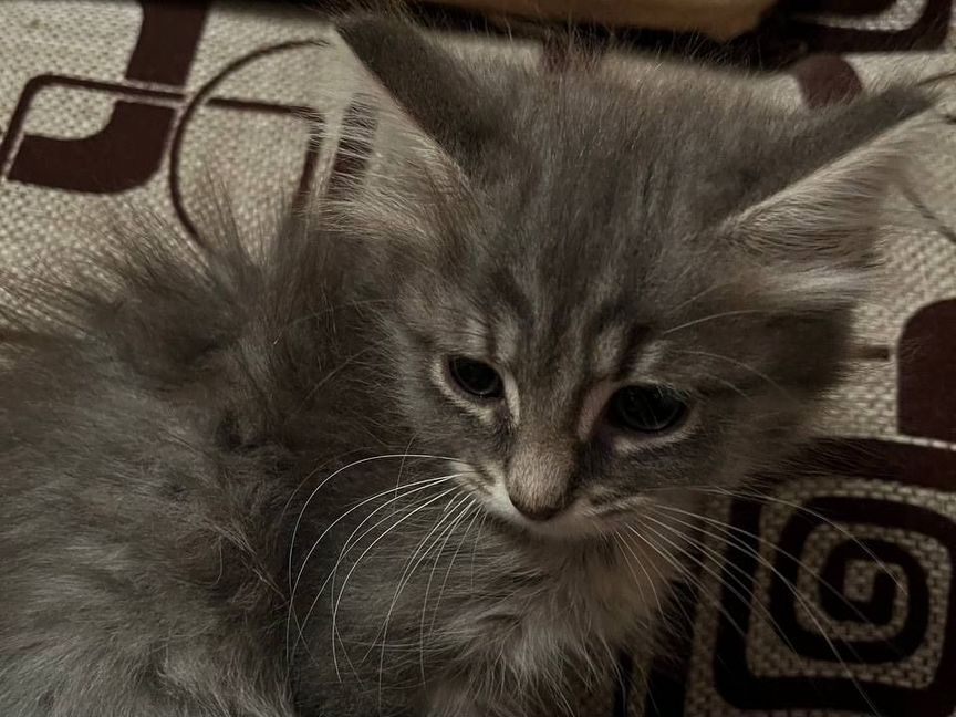 Сибирские котята