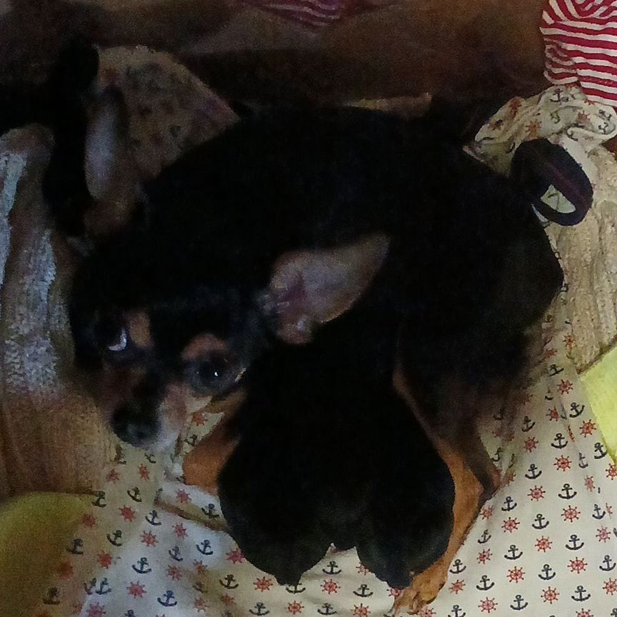 Русский той-терьер, щенок