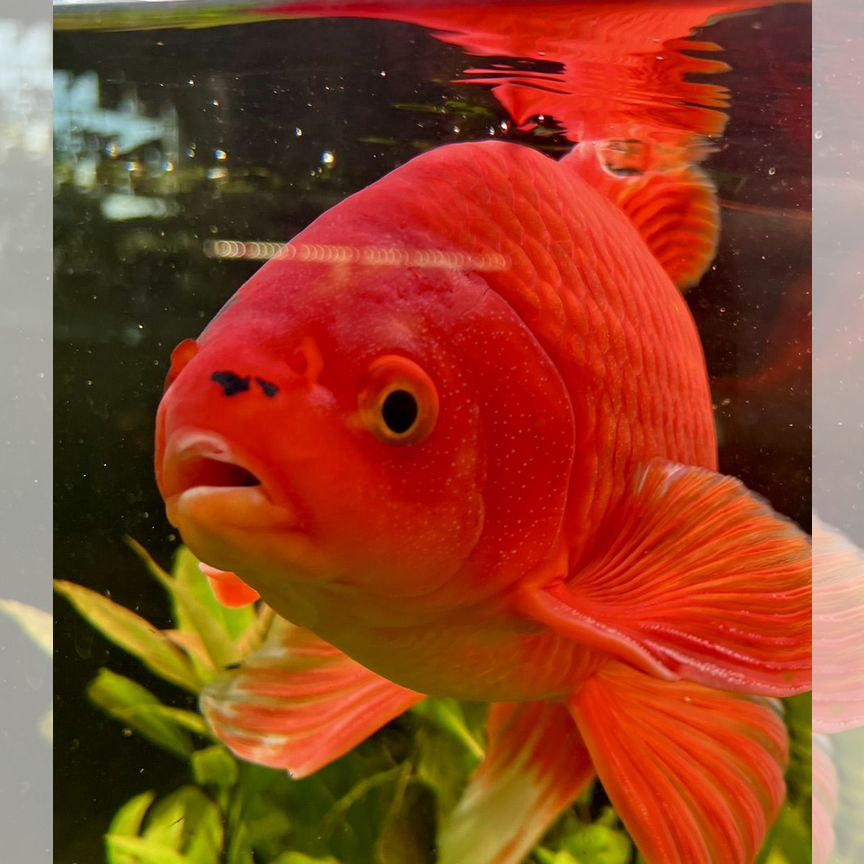 Вода аквариумная для полива домашних растений