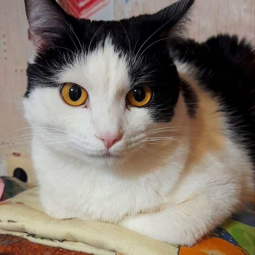 Котик Феликс ищет свою семью