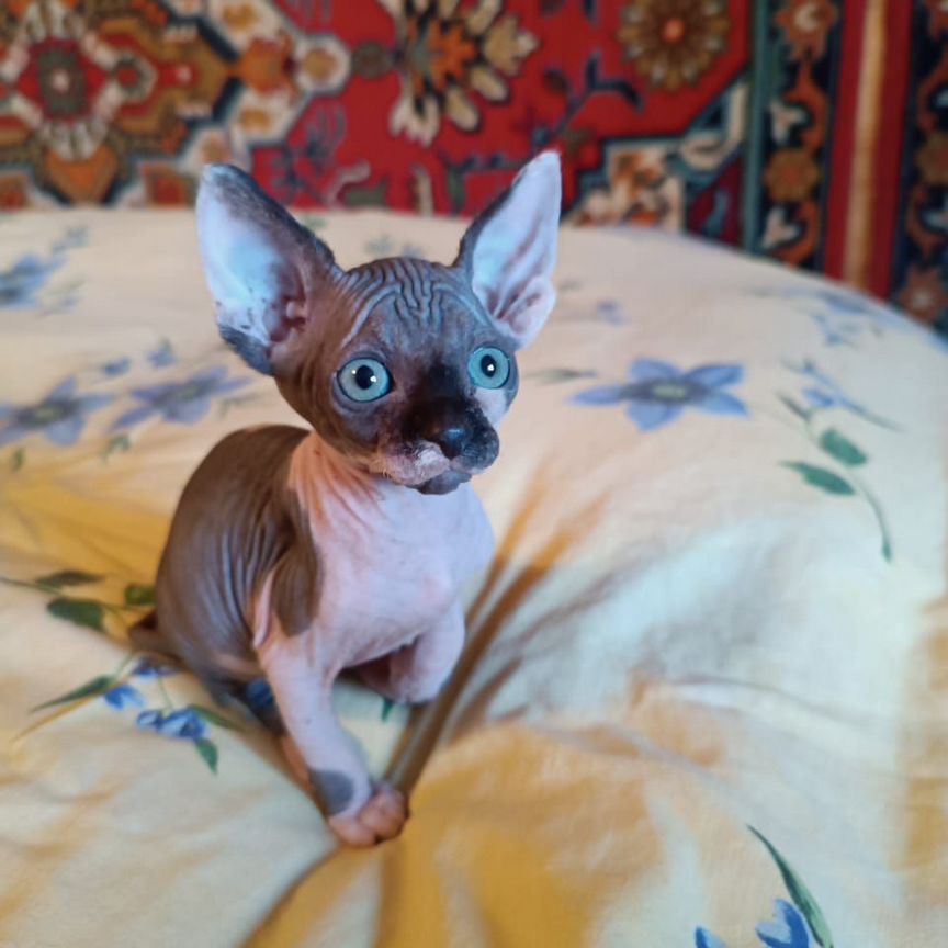 Малышка канадского сфинкса