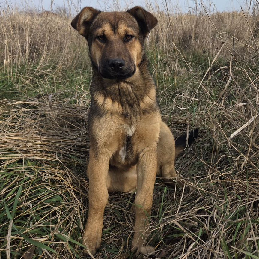 Щенок в добрые руки