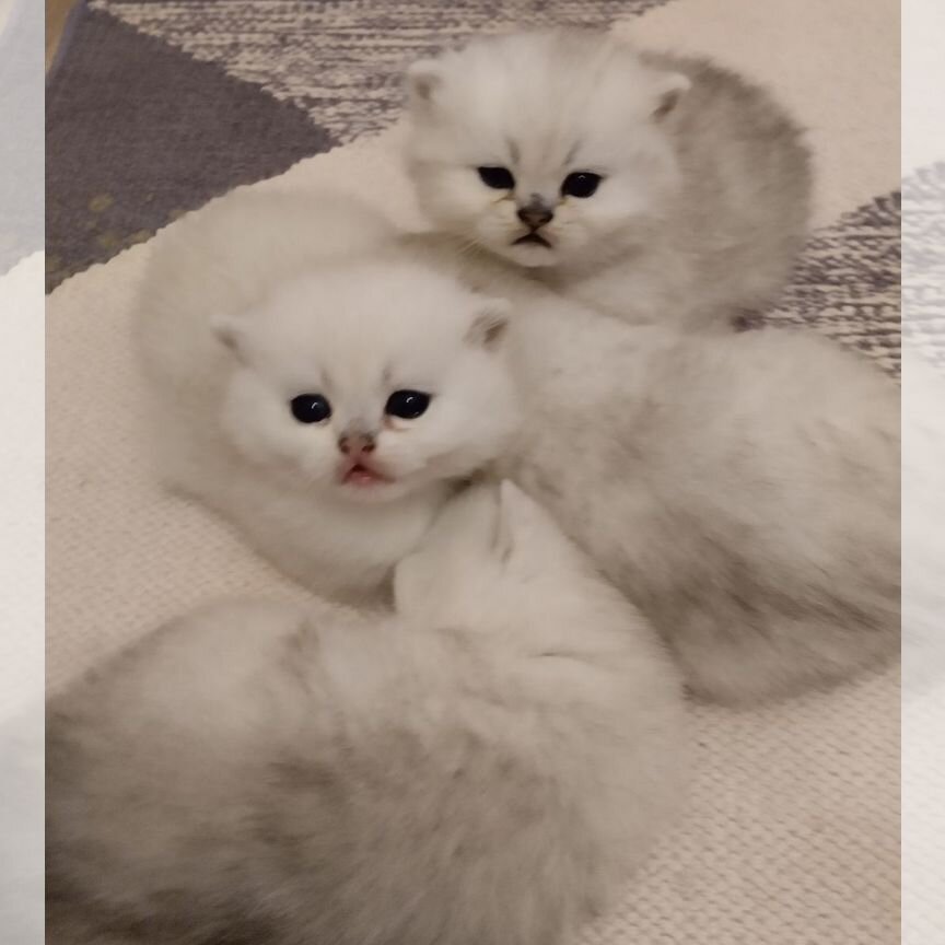 Британский длинношёрстный котёнок
